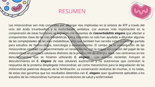 Mitocondria como organelo imprescindible en los procesos celulares | PPTX