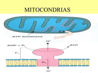 Mitocondrias | PPT