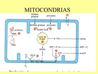 Mitocondrias | PPT