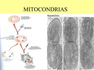 Mitocondrias | PPT