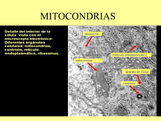 Mitocondrias | PPT