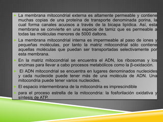 Mitocondrias | PPTX