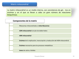 Mitocondrias | PPTX