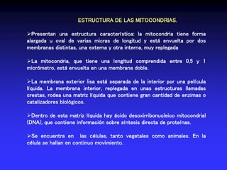 mitocondrias.ppt