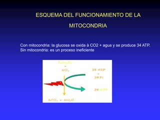 mitocondrias.ppt