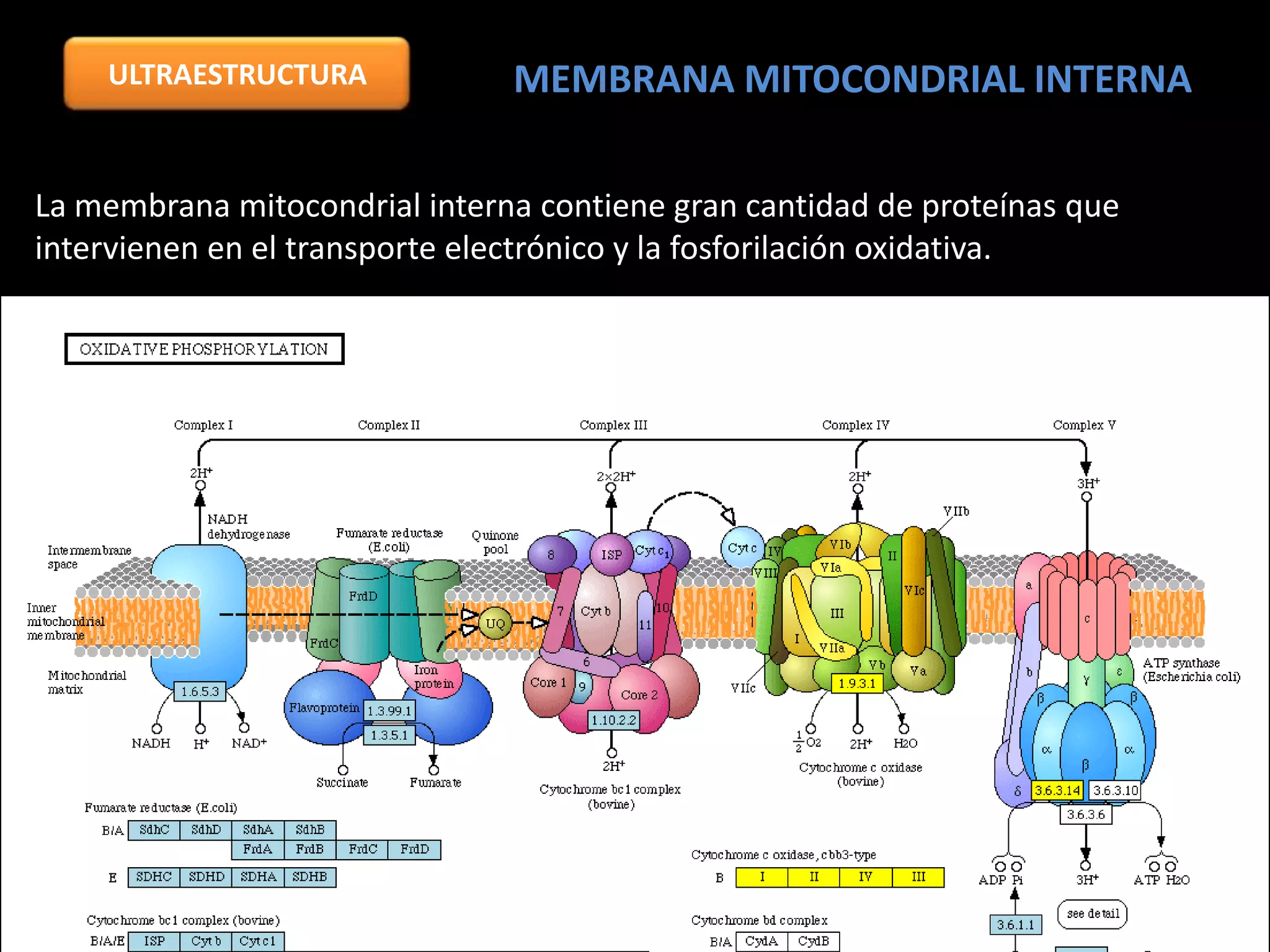 Mitocondrias profesor jano | PPT