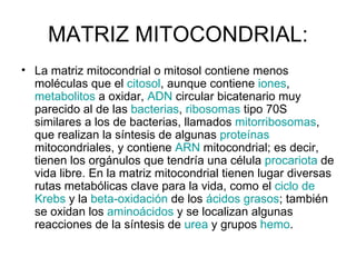 Mitocondrias Y Reticulo Endoplasmatico | PPT