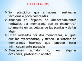 Mitocondrias y vacuola | PPTX