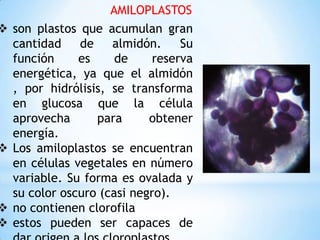 Mitocondrias y vacuola | PPTX