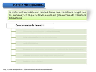 mitocondria y energia celular.pptx