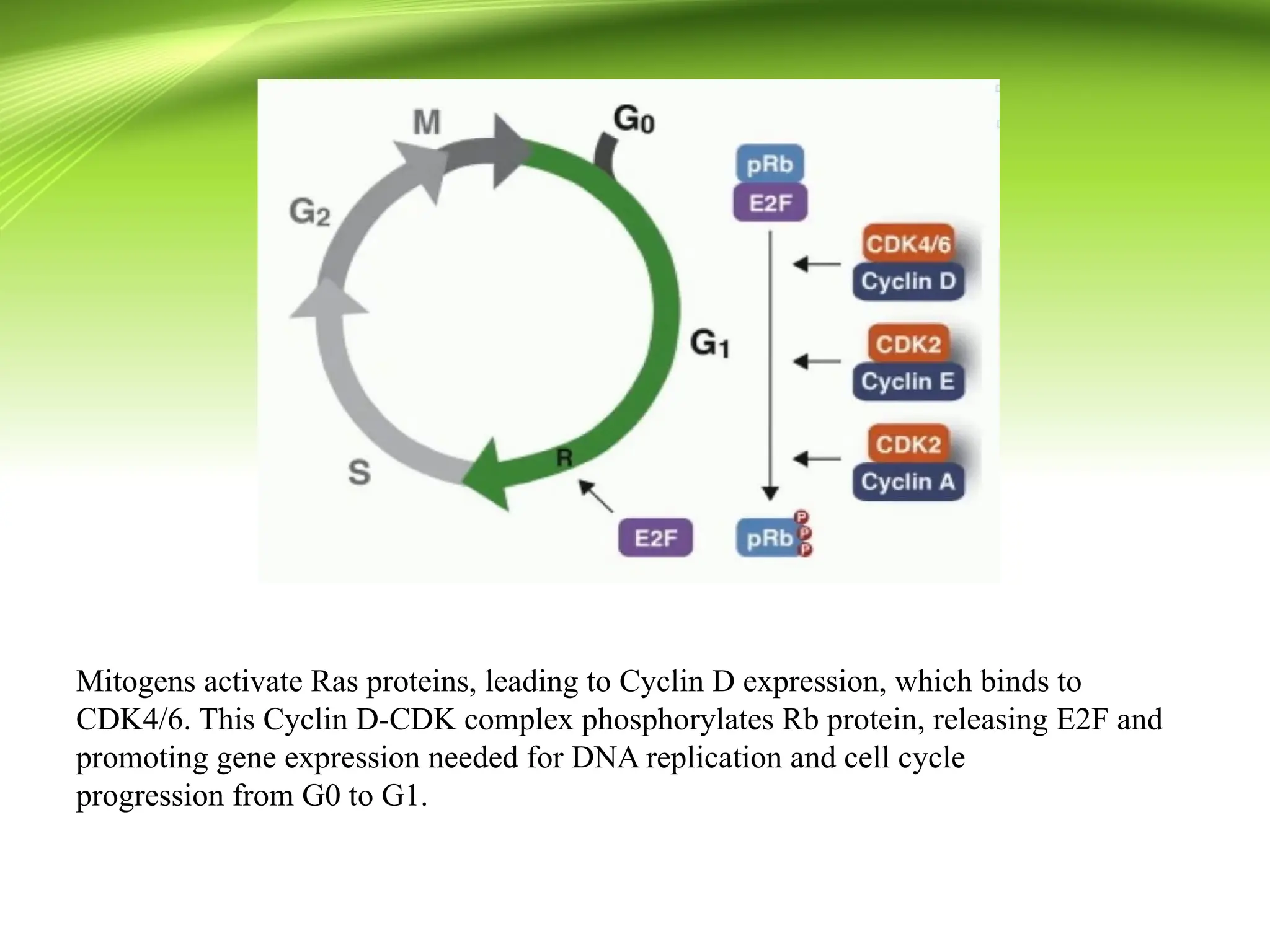 Mitogens plant cellular signaling .pptx