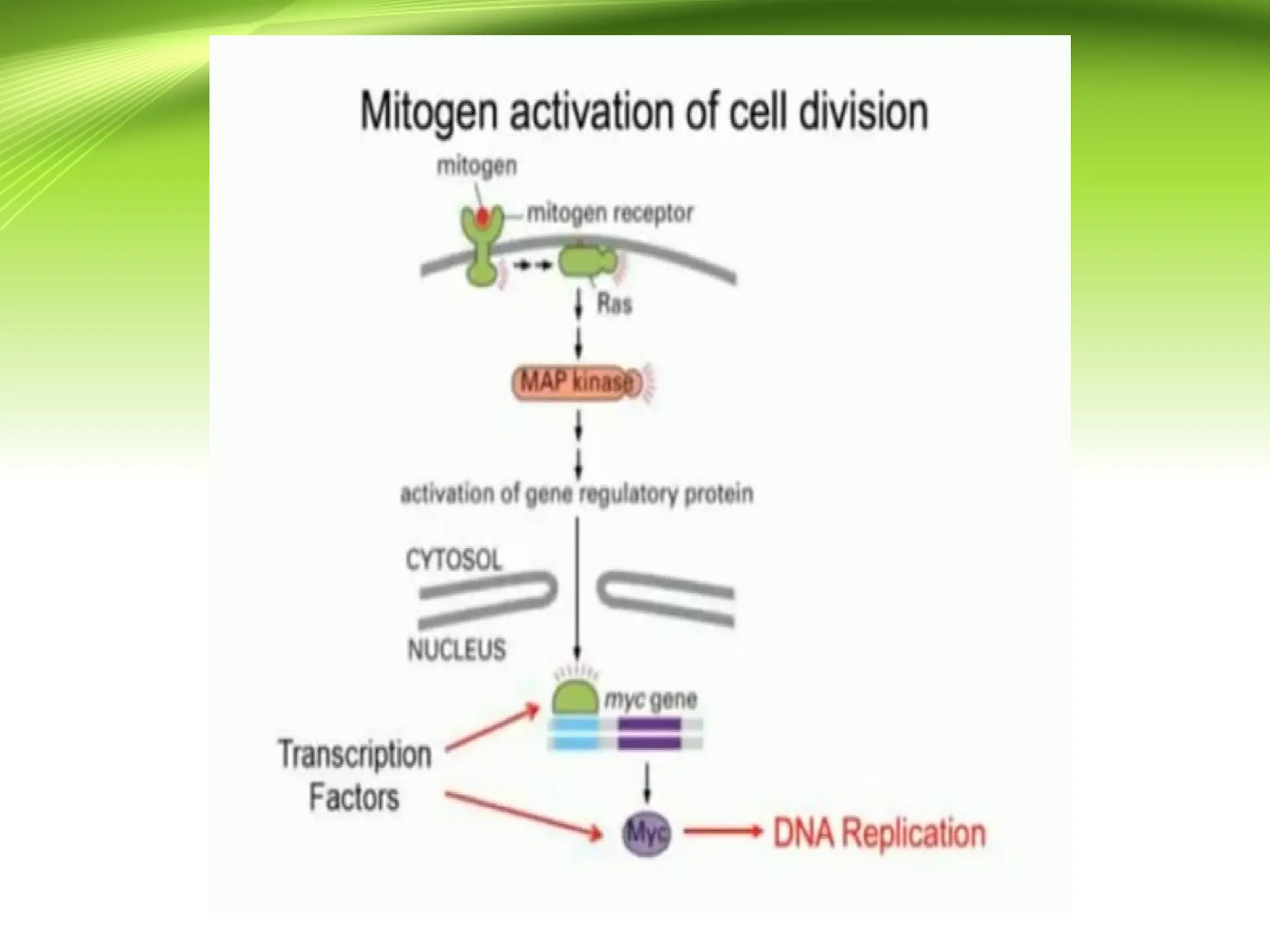 Mitogens plant cellular signaling .pptx