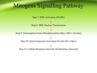 Mitogens plant cellular signaling .pptx