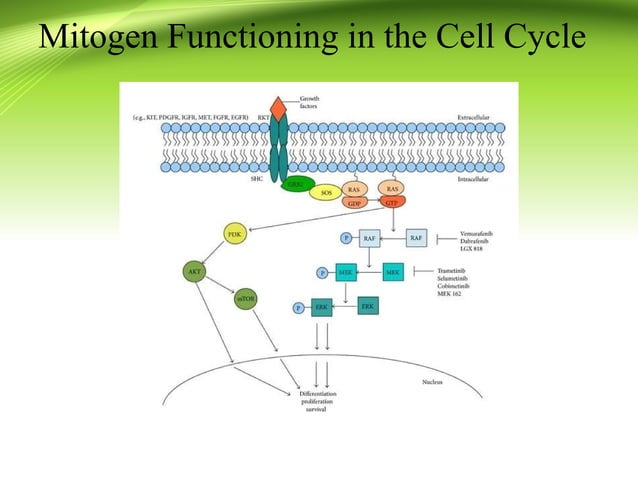 Mitogens plant cellular signaling .pptx