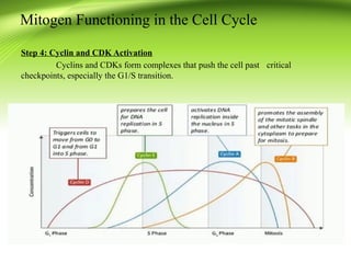 Mitogens plant cellular signaling .pptx