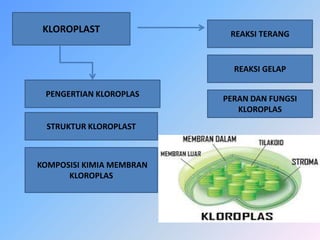 MITOKONDRIA DAN KLOROPLAS.pptx