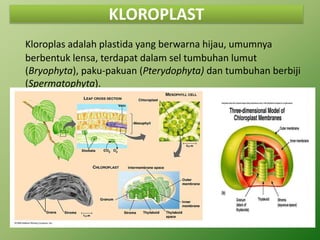 MITOKONDRIA DAN KLOROPLAS.pptx