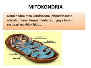 MITOKONDRIA DAN KLOROPLAS.pptx