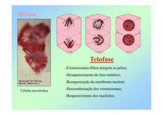 Mitose | PDF