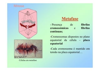 Mitose | PDF