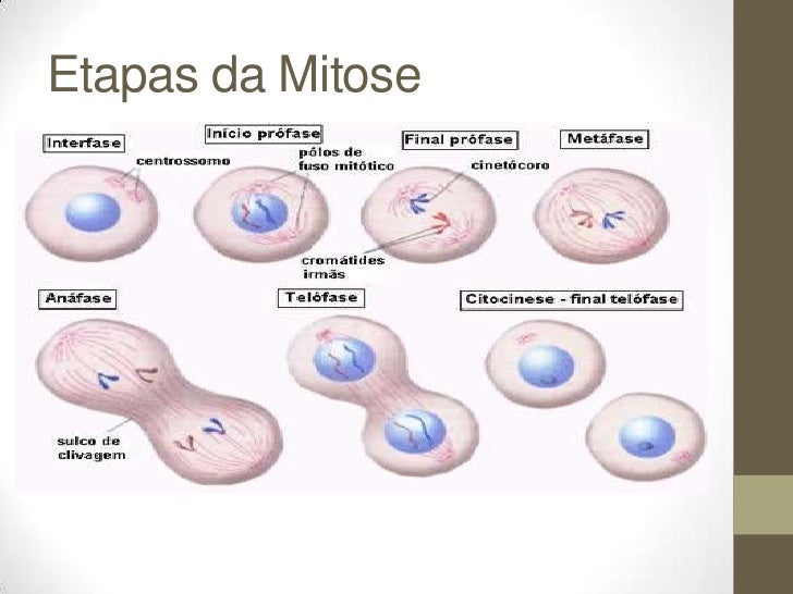 Mitose