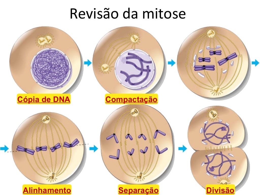 Mitose 2015