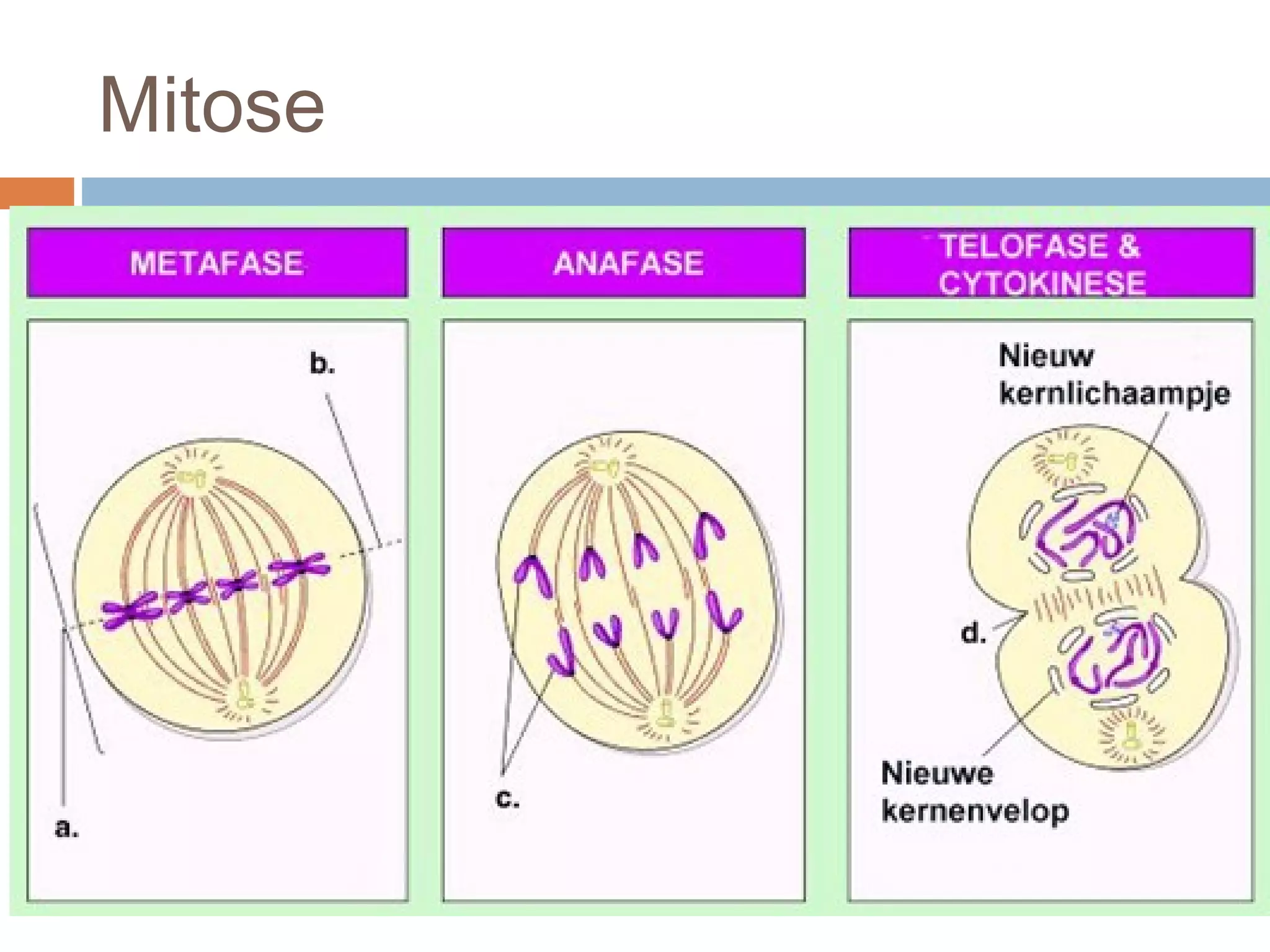 Mitose Og Meiose Ppt