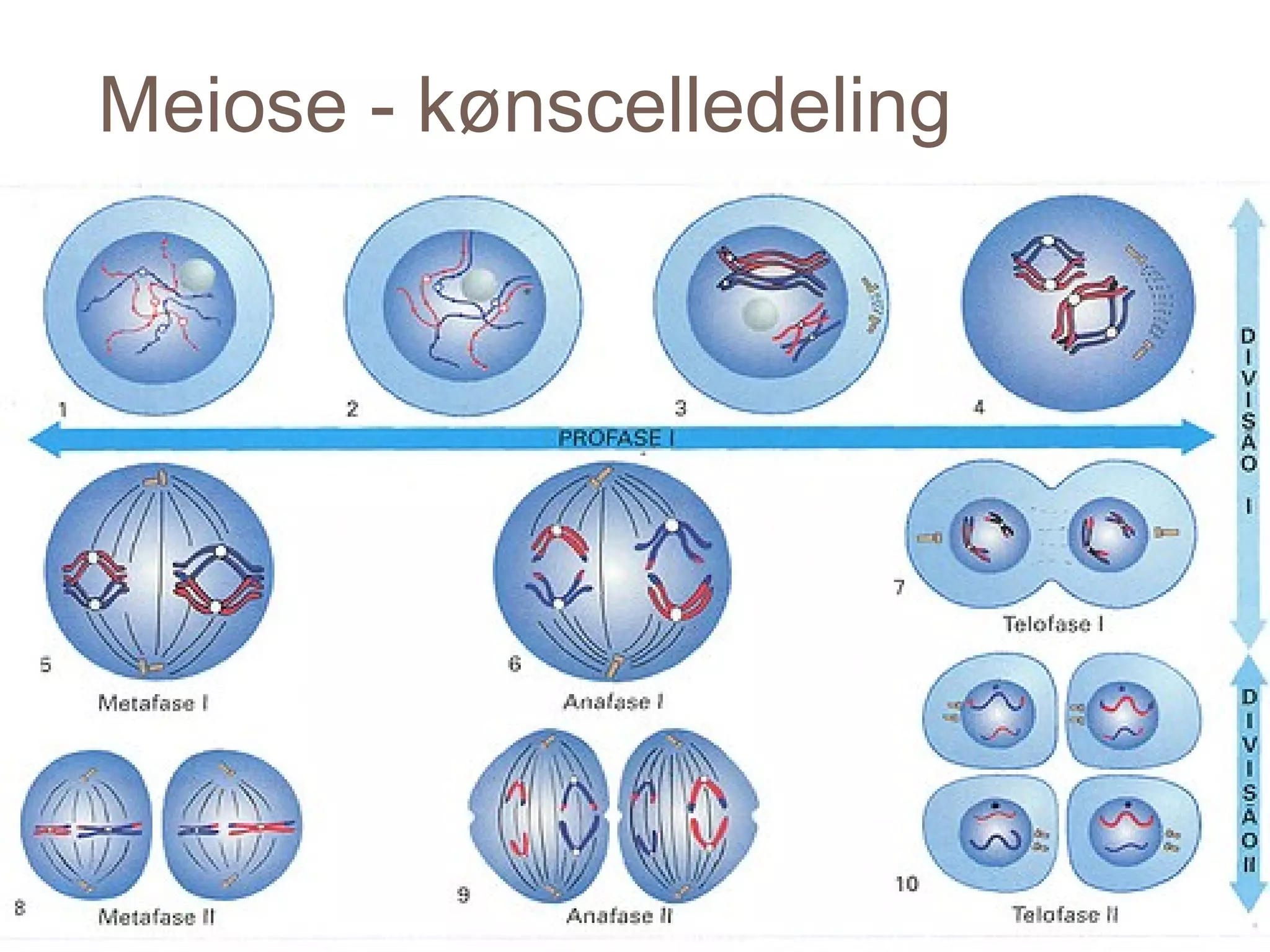 Mitose og meiose | PPT