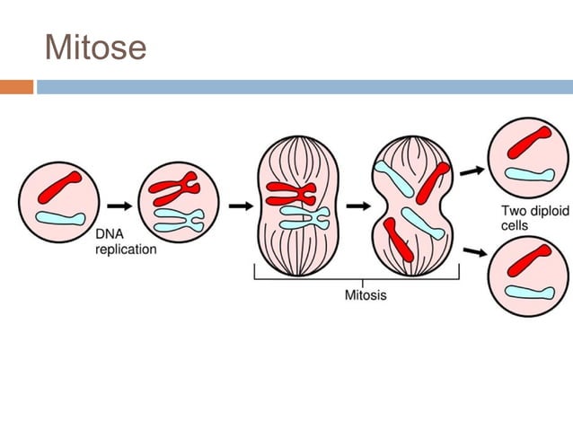 Mitose Og Meiose Ppt