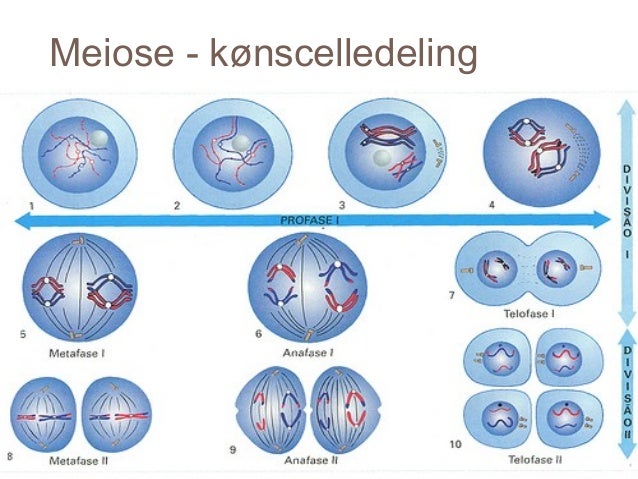 Mitose og meiose