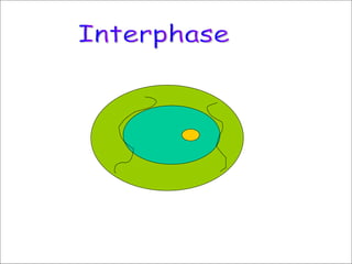Mitosis Presentation | PPT