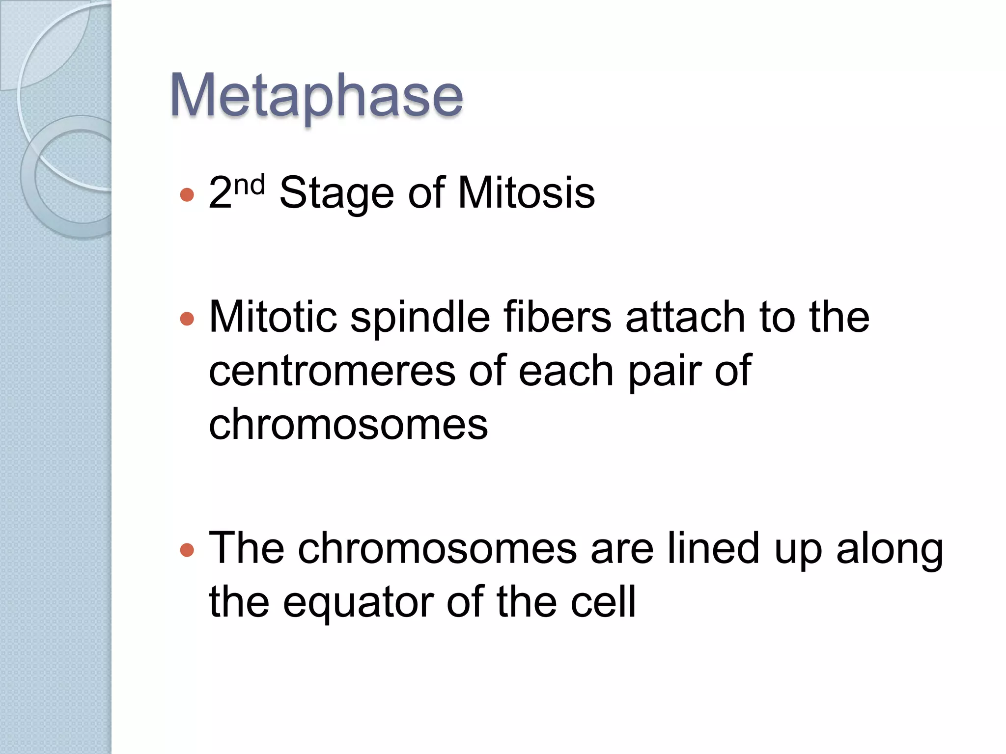 Mitosis | PPT