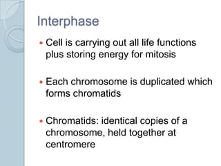 Mitosis | PPT