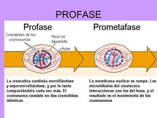 Mitosis | PPT