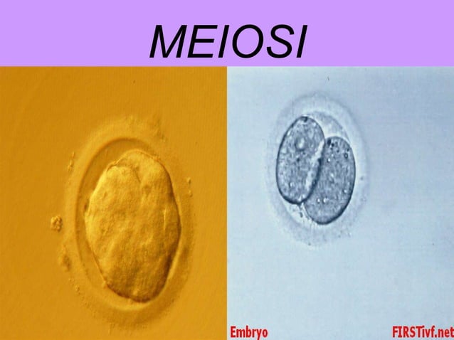 Mitosis Ppt
