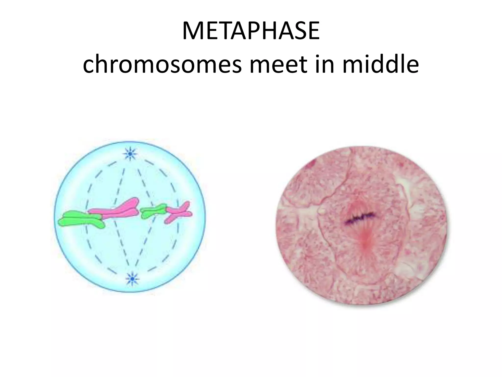 Mitosis | PPTX