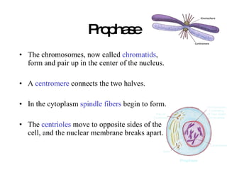 Mitosis | PPT