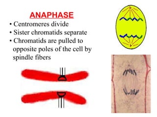 Mitosis | PPT | Biological Sciences | Science