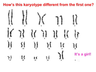 Mitosis | PPT