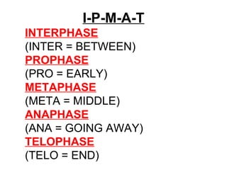 Mitosis | PPT | Free Download