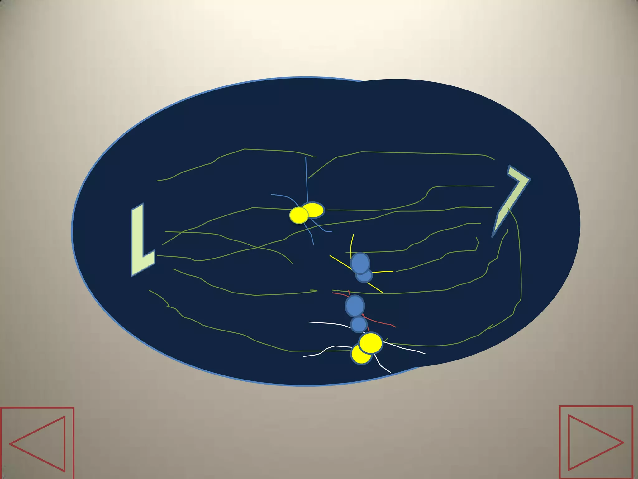 Mitosis Pptx