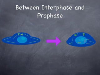 Mitosis | KEY