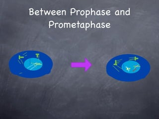 Mitosis | PPT