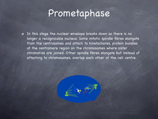 Mitosis | PPT