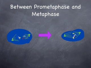 Mitosis | KEY
