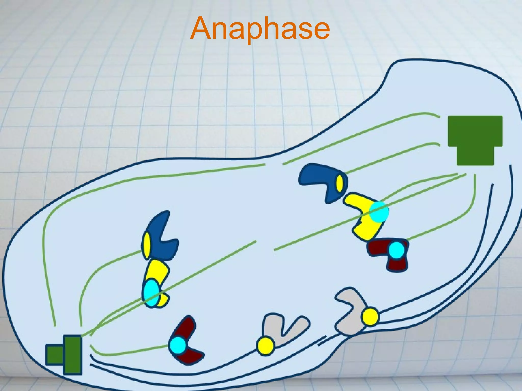 Mitosis- Ahmad Diab | PPT