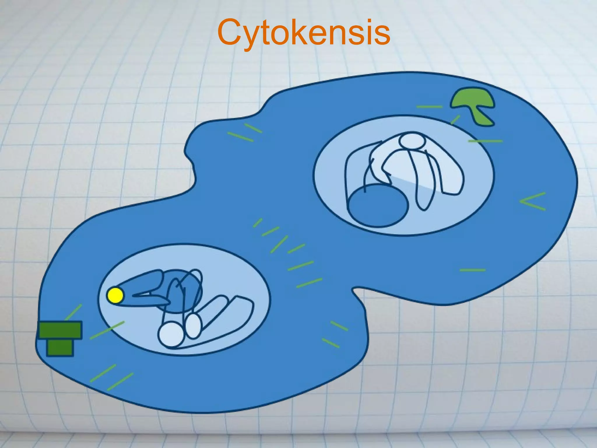 Mitosis- Ahmad Diab | PPT