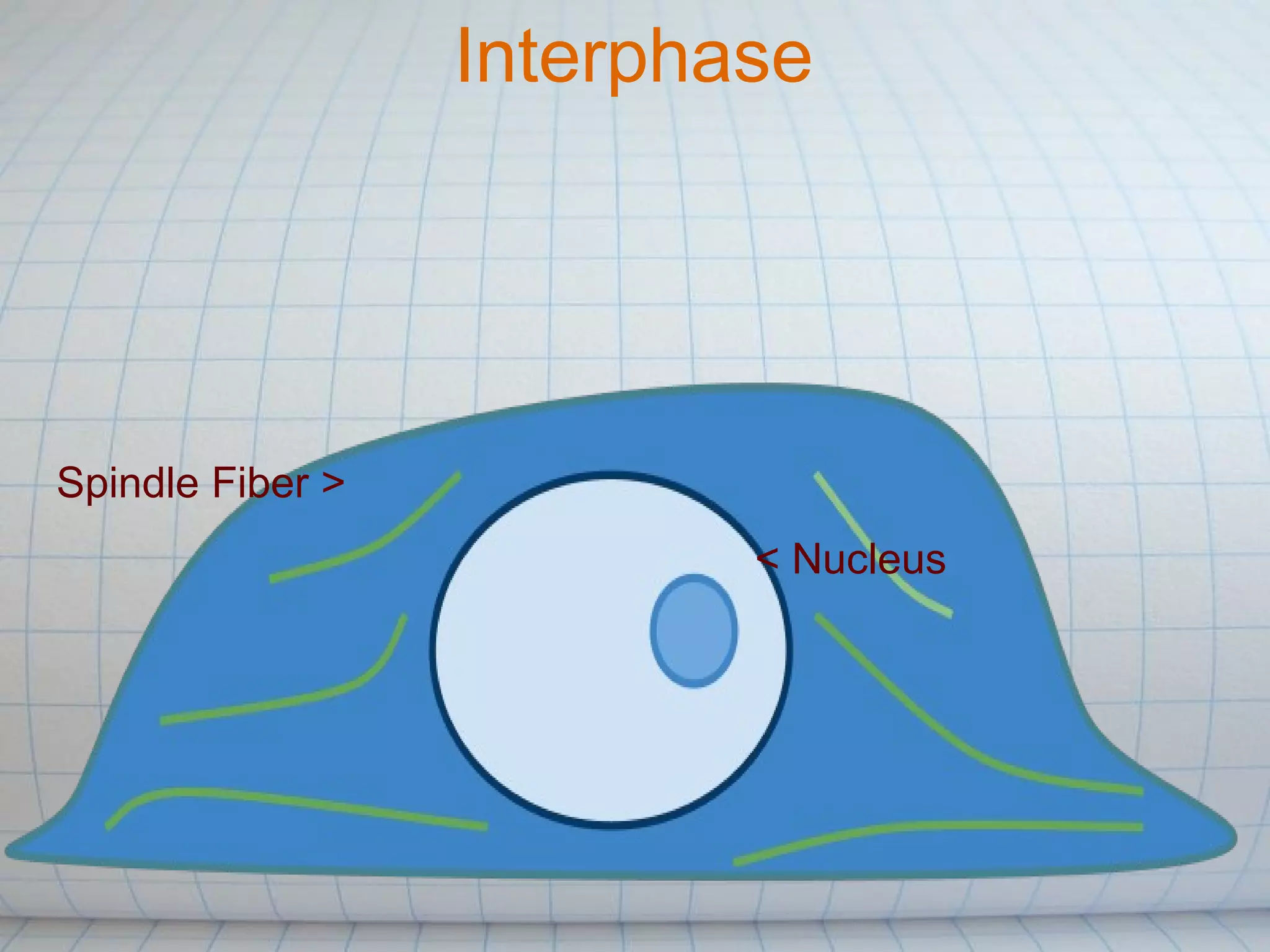 Mitosis- Ahmad Diab | PPT
