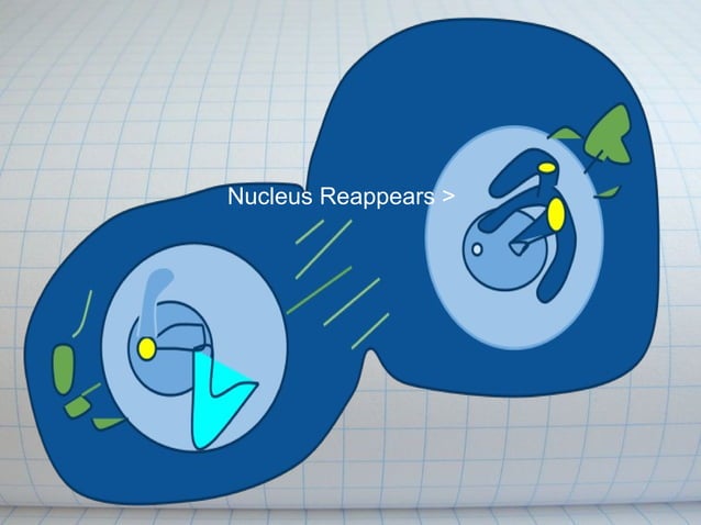 Mitosis- Ahmad Diab | PPT