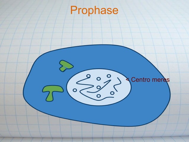 Mitosis- Ahmad Diab | PPT